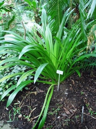 TAMAN INDAH PESONA: Jenis-Jenis Tanaman