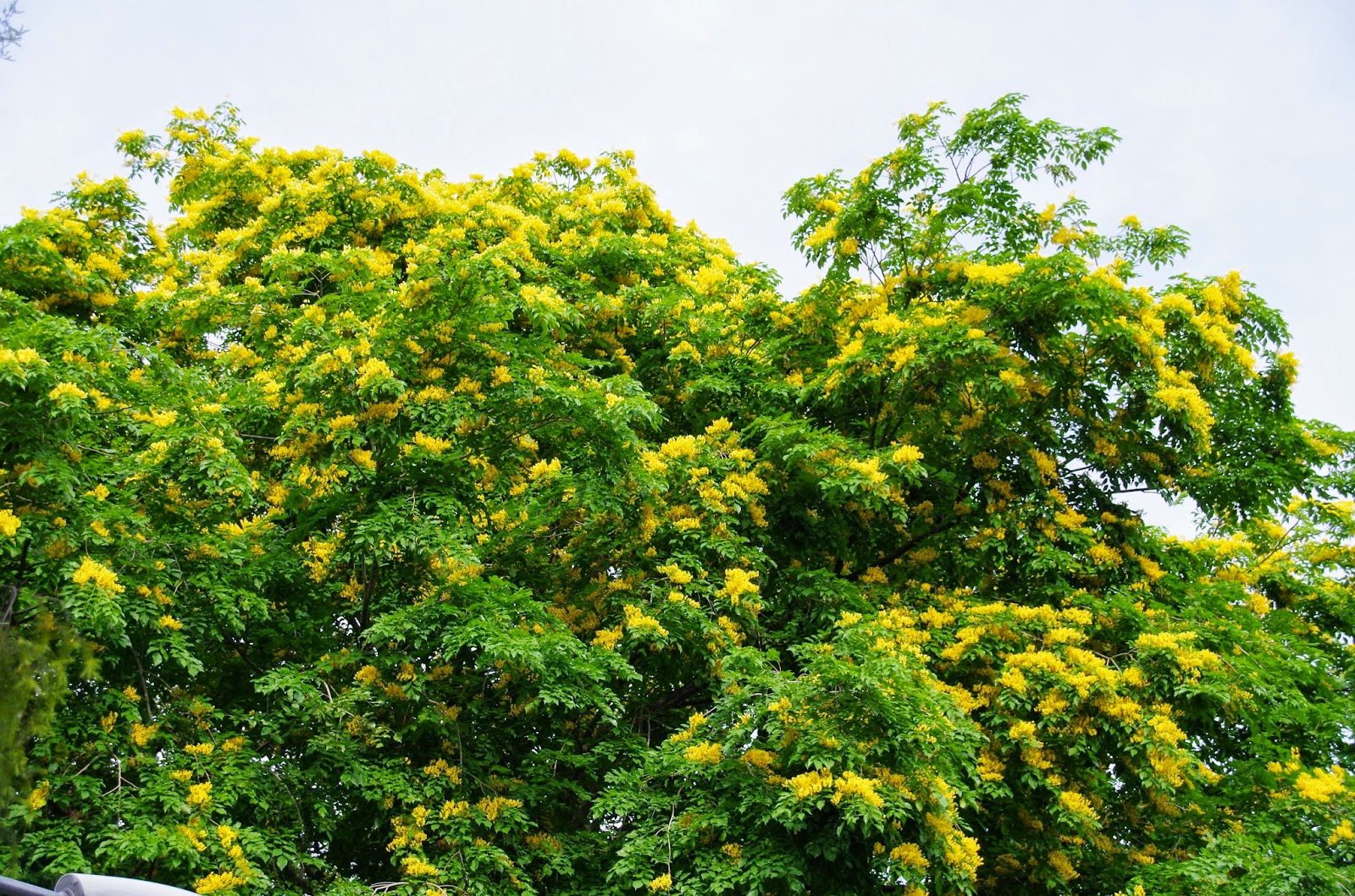 Trees and Plants: Angsana