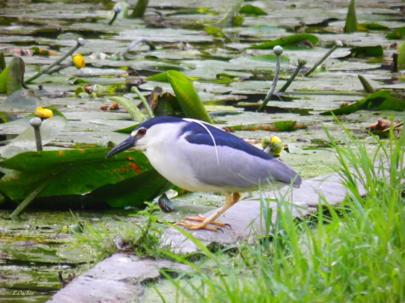 PASARI DIN ROMANIA: STARC DE NOAPTE, Nycticorax nycticorax