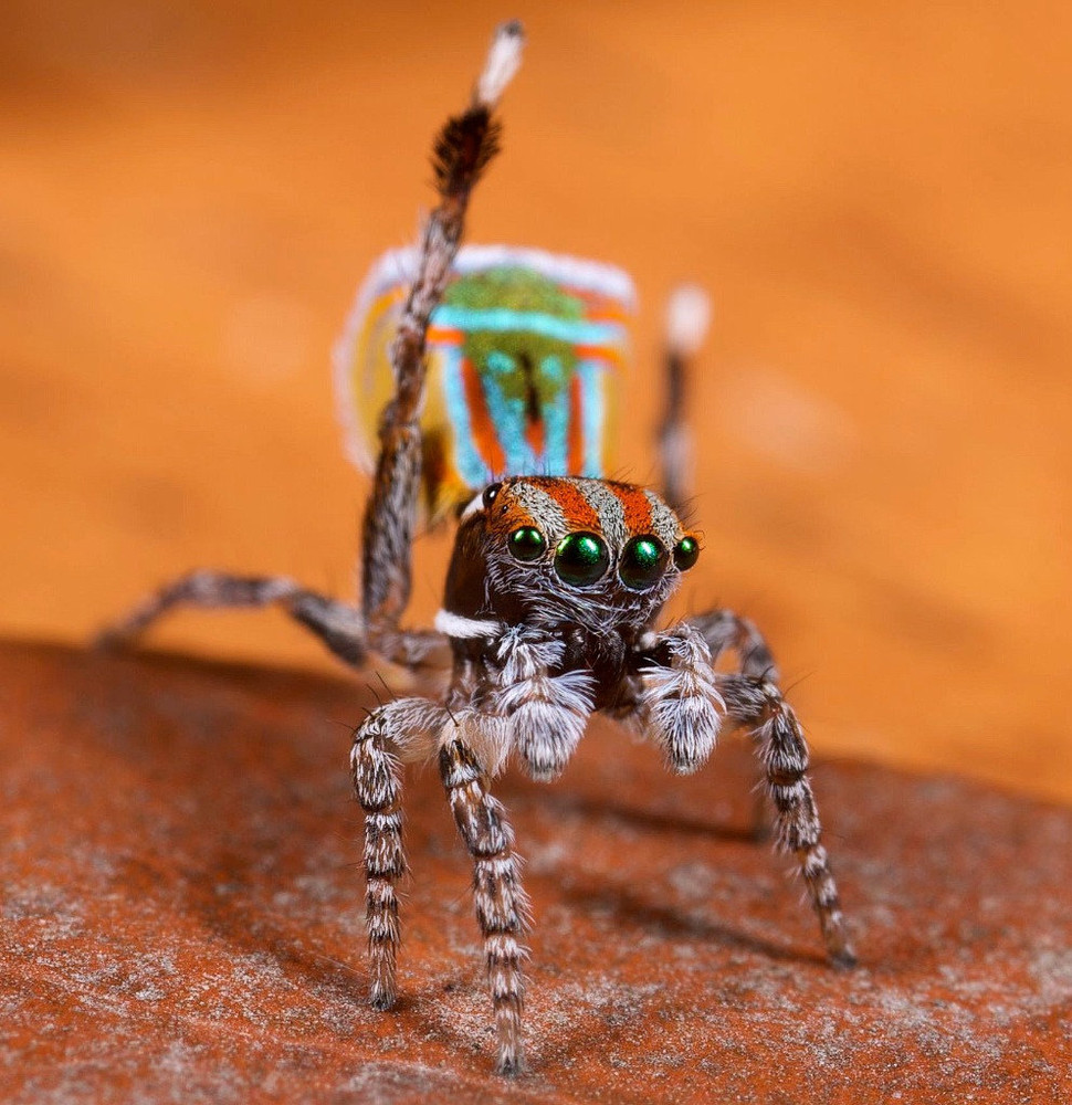 Peacock Spider (Maratus Volans)