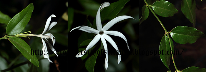 Biodiversity of Sri Lanka: වල් පිච්ච[Wal Pichcha]/Wild Jasmine ...