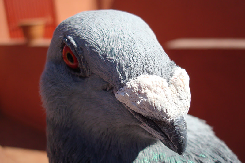 JOSE ANTONIO: LOS CASOS DE ORNITOSIS