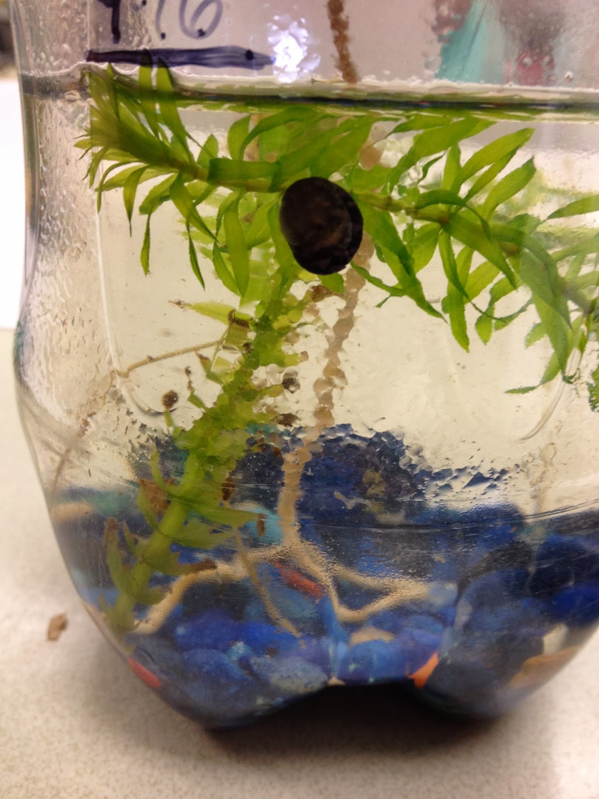 Ecosystem in a Bottle: Ecosystem in a Bottle: Week 5