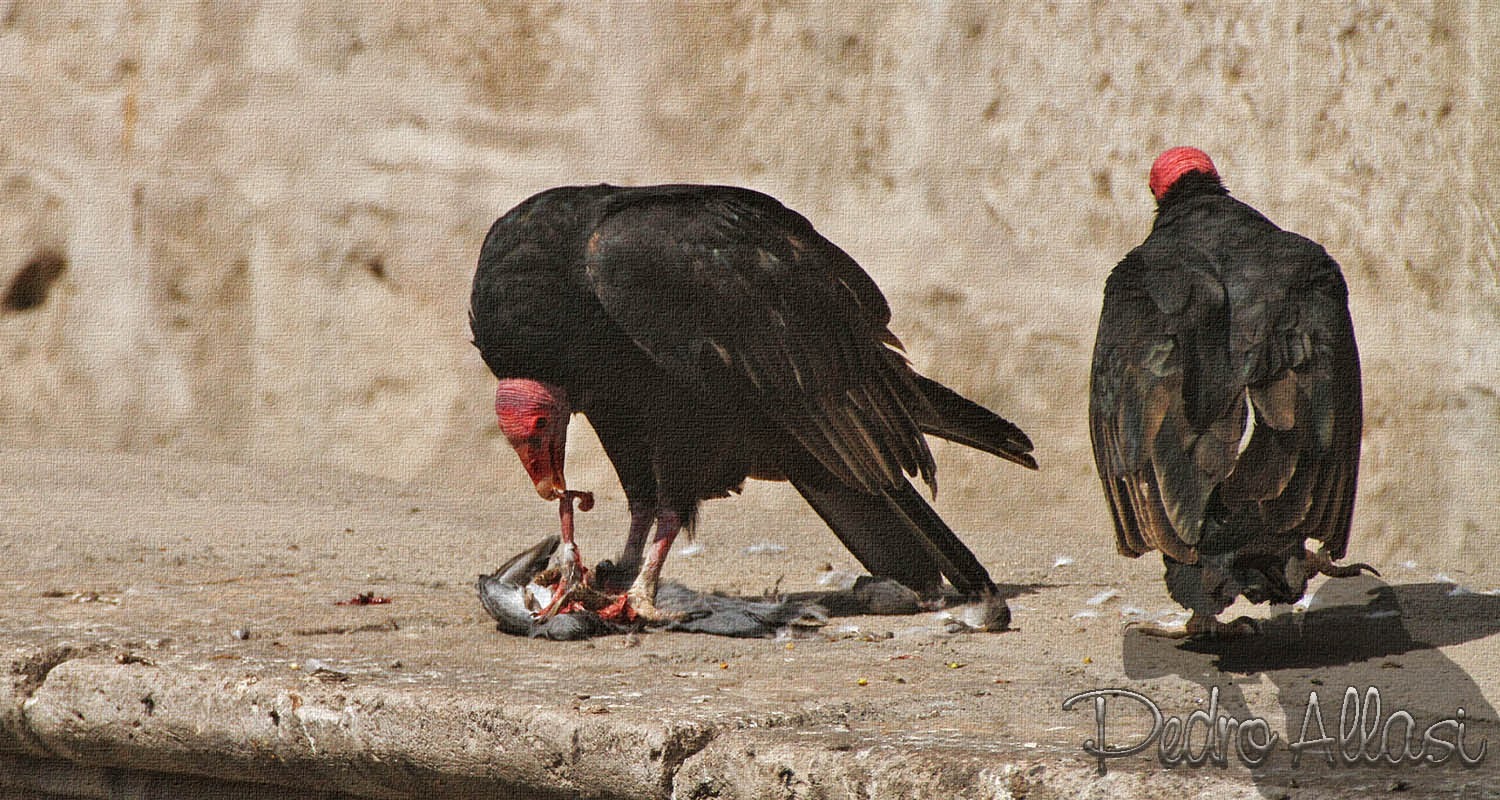 AVES DE AREQUIPA , Pedro Allasi: Gallinazo de cabeza roja, dieta