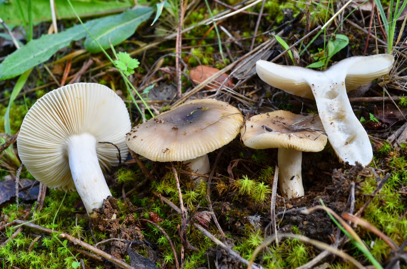 Setas Extremadura : Russula Amoenolens