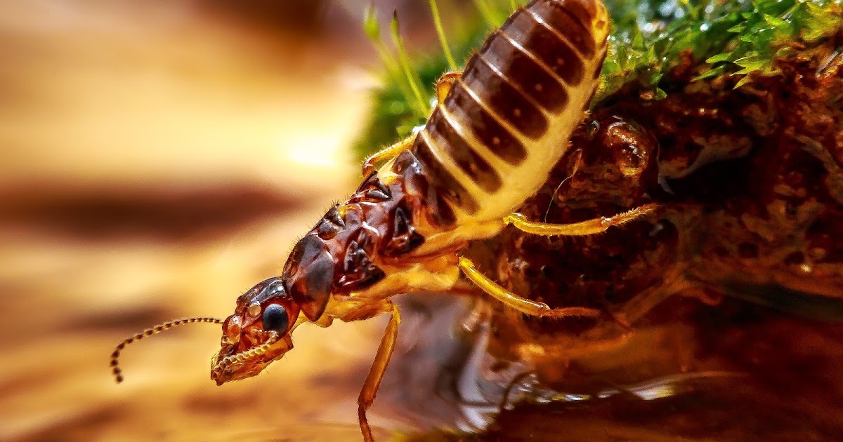 Termite Control Sydney: An Introduction For Termite Control Sydney ...