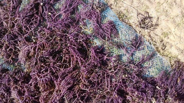 Seaweed Cultivation: Unlocking the Potential of the Oceans