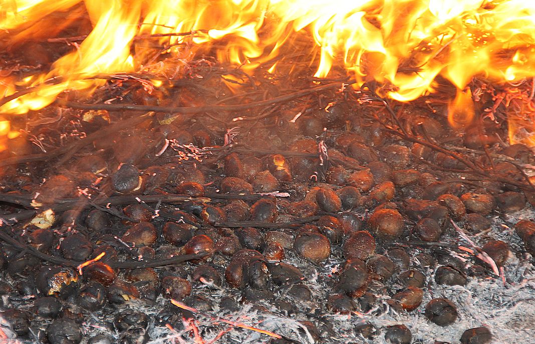 EB1 ALDEIA DE JOANES: VEM AÍ O MAGUSTO