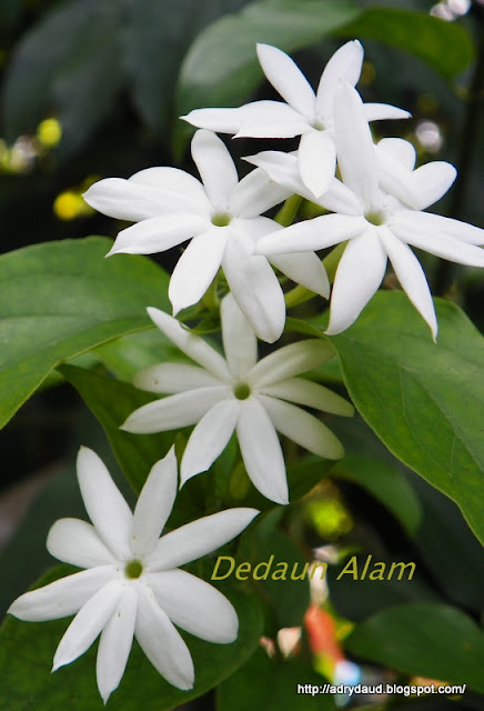 Dedaun Alam: Bunga Part XXIX