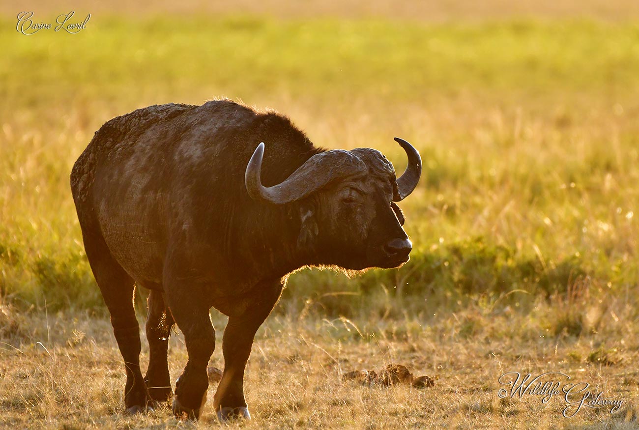 WILDLIFE GATEWAY: Le Buffle d'Afrique