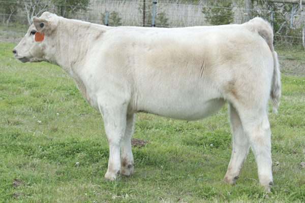 Lautner Farms: Scales Show Cattle Online Sale