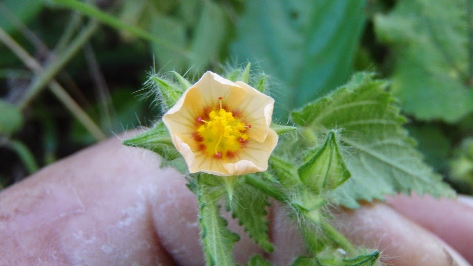 Flora de Puerto Rico Ilustrada Papo Vives: MALVACEAE SIDA URENS