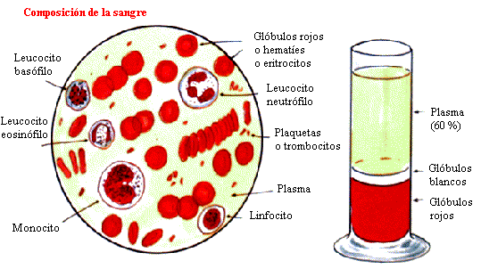 La sangre: Componentes de la sangre