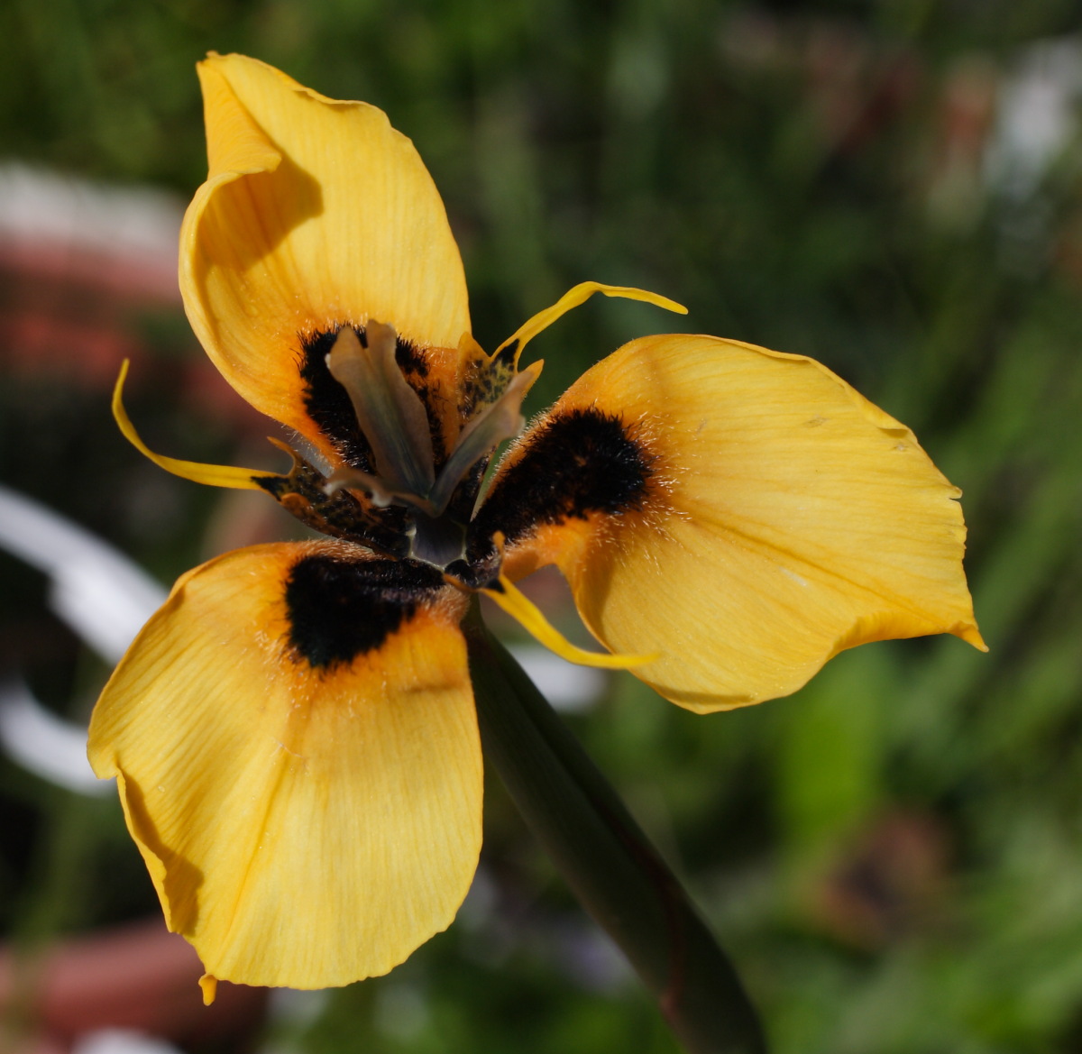 Growing Cool Plants: Moraea MM 13-155