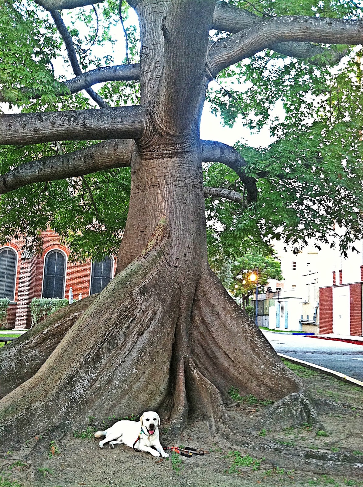 The World According to Garth Riley: FitDog Friday - Great Places to ...