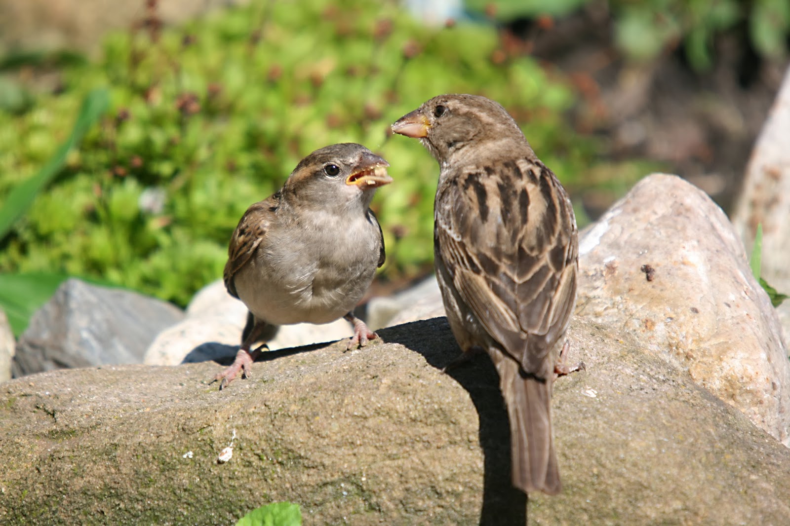 NatuurlijkNatuur: Huismus [Passer domesticus].
