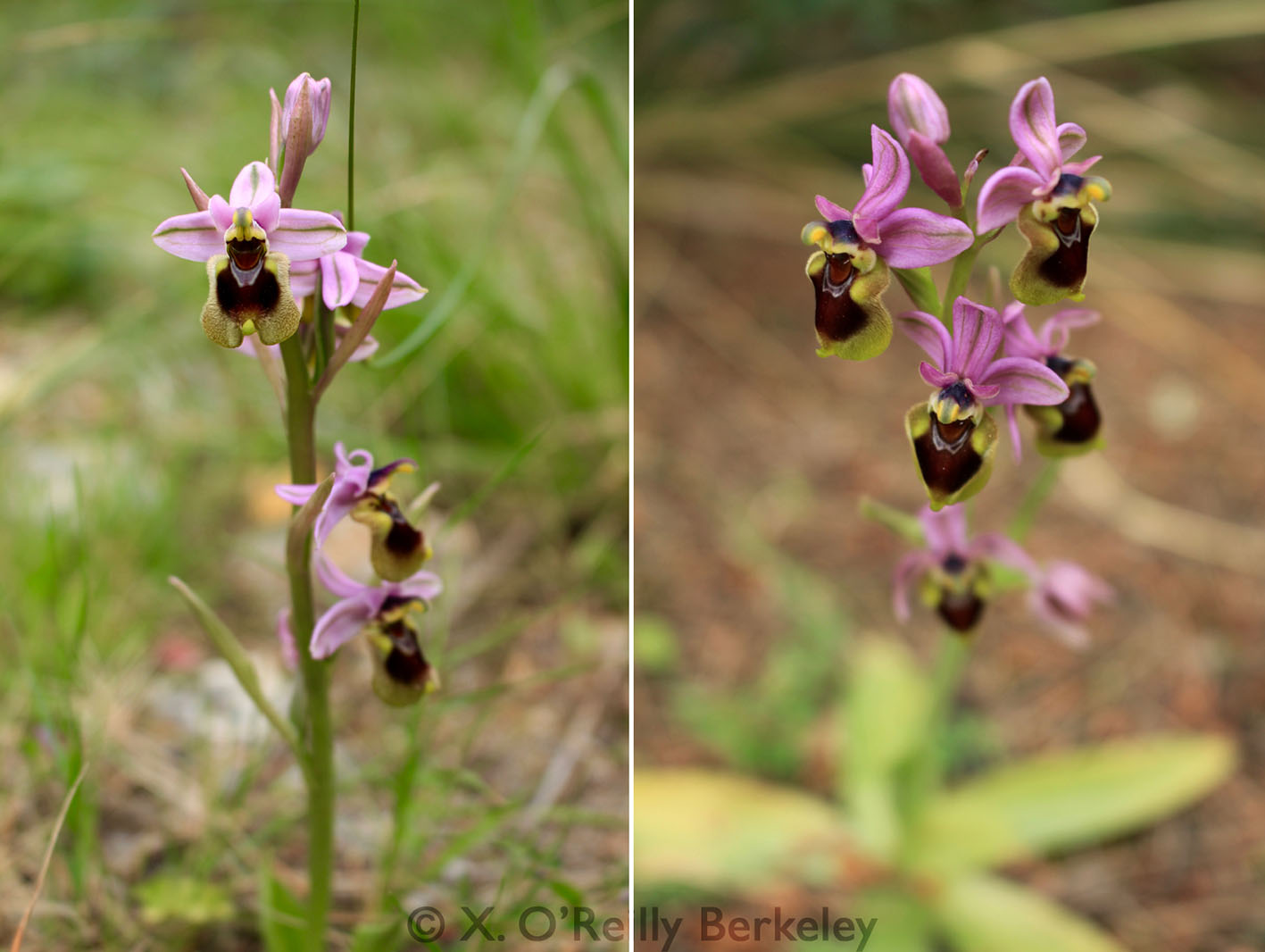 Bee orchids