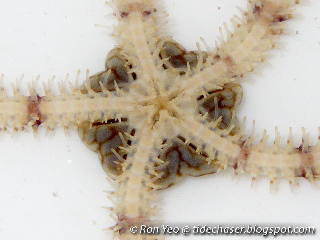 tHE tiDE cHAsER: Brittle Stars (Phylum Echinodermata: Class Ophiuroidea ...