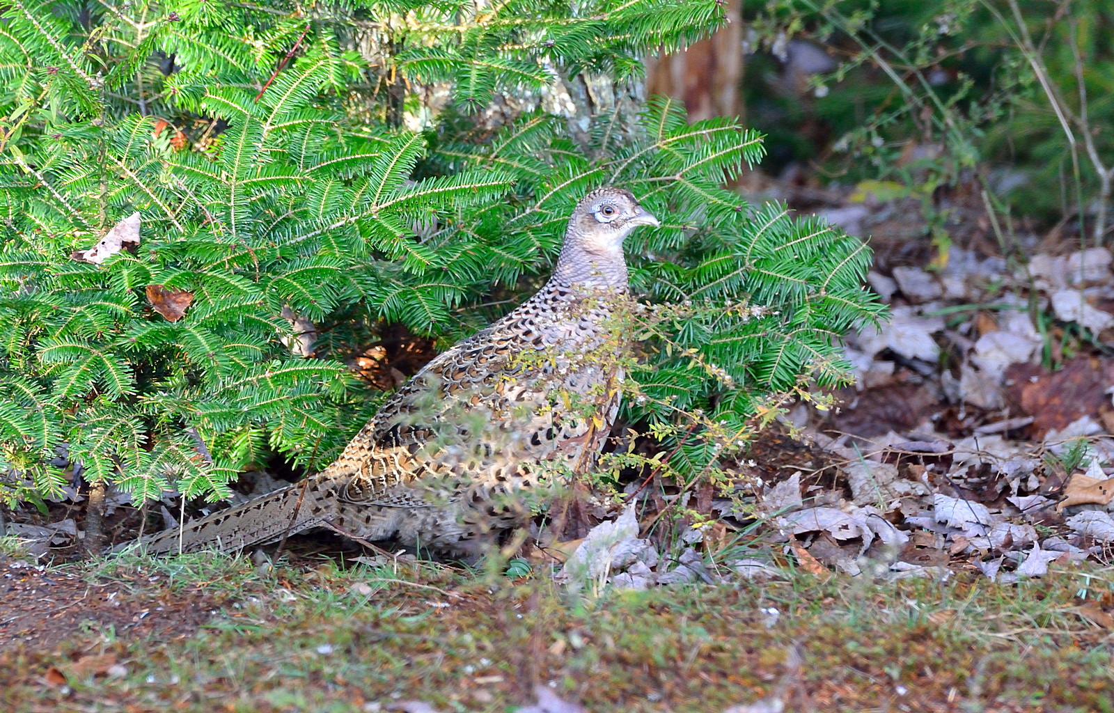 Turbo's Track and Photo Tour: Red-bellied Snake, Super Moon, Pheasants ...