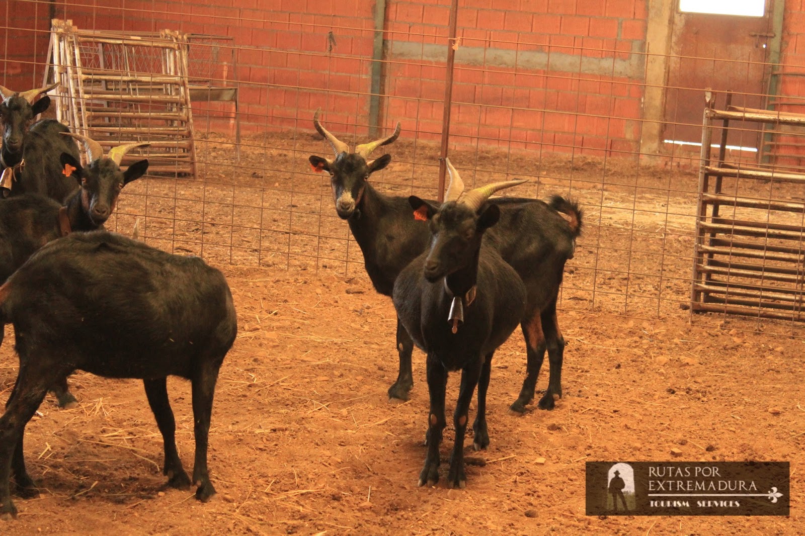 Pajareando en Extremadura (y más): Rutas