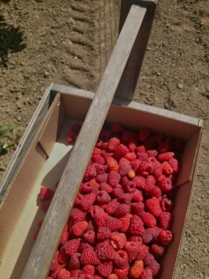 Three Peas Create: Fresh Raspberry Pie