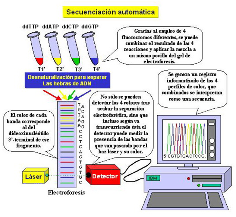 ḼїδβӚϯЧ ᴙ ⱥ ¶ ¶ ¶ ¶: 4.4.1 SECUENCIACIÓN DEL ADN