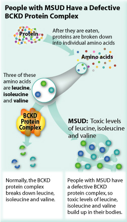 Understanding MSUD (Maple Syrup Urine Disease) ~ Youth for Health