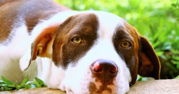 Enlarged Spleen in Dogs - American Veterinary Drug
