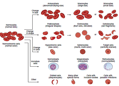 Área de la Salud y Ciencias Químico-Biológicas : ANORMALIDADES DE LOS ...