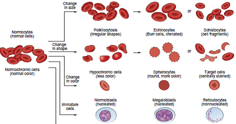 Área de la Salud y Ciencias Químico-Biológicas : ANORMALIDADES DE LOS ...