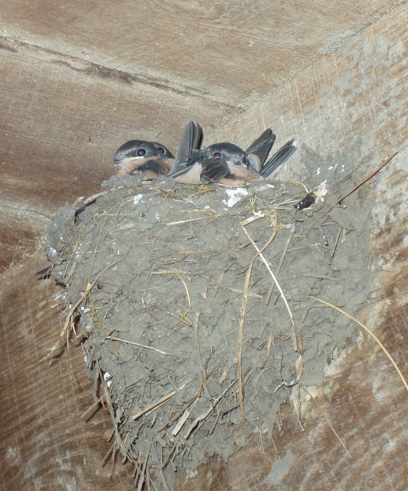 Springfield Plateau: Barn Swallows