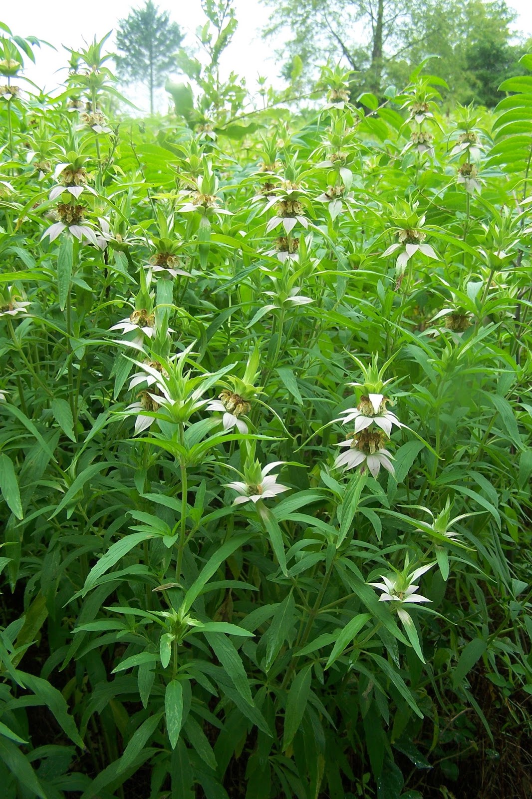 Random Walks in Time: Bodacious Botanicals: Dotted Horsemint