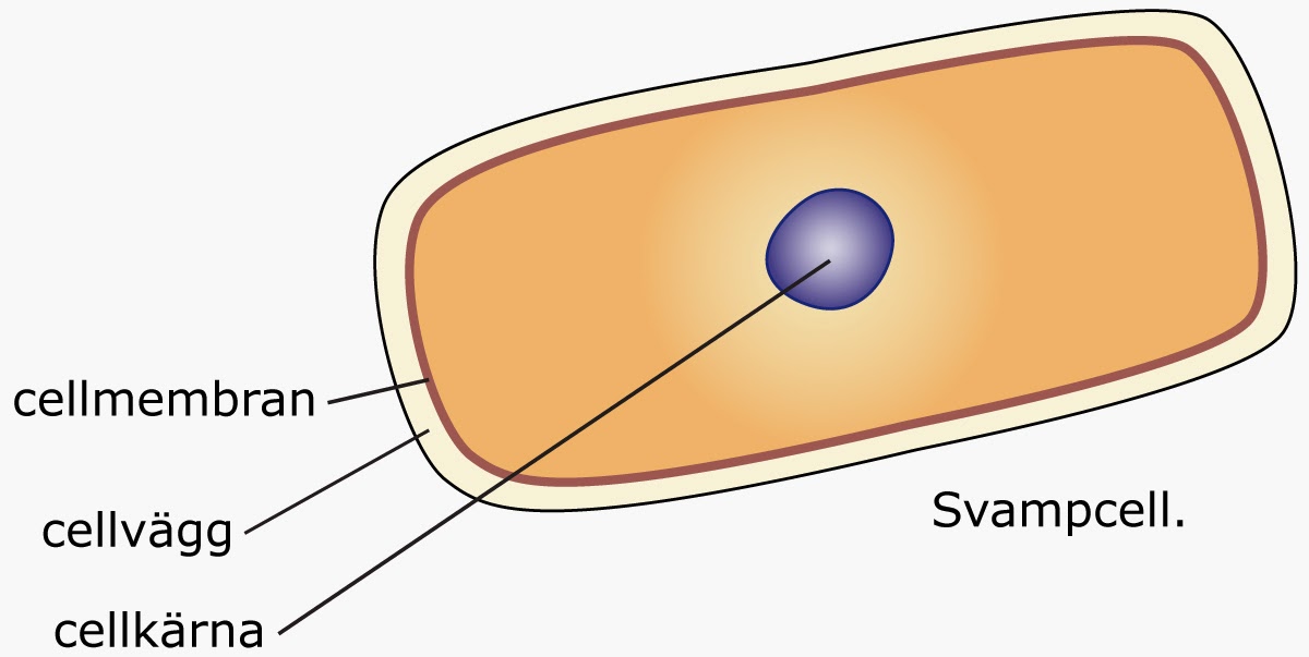 sams blogg : Celler, bakterier och virus