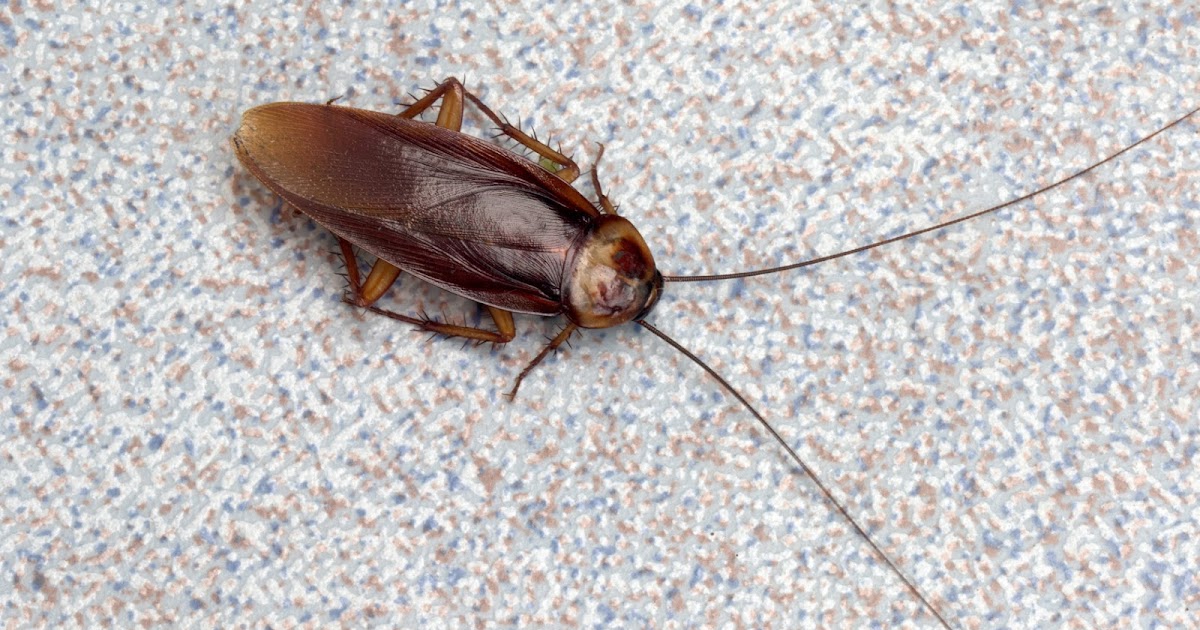 American Pest Management: 3 Insects That Will Run Your Life If You Don ...