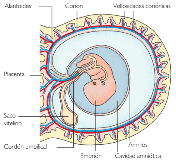 EMBRIOLOGIA 1: TERCERA SEMANA DEL DESARROLLO: EL DISCO GERMINATIVO ...