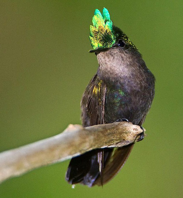 COLIBRIES: LISTADO FOTOGRÁFICO (los más emblemáticos en América)Fuente ...