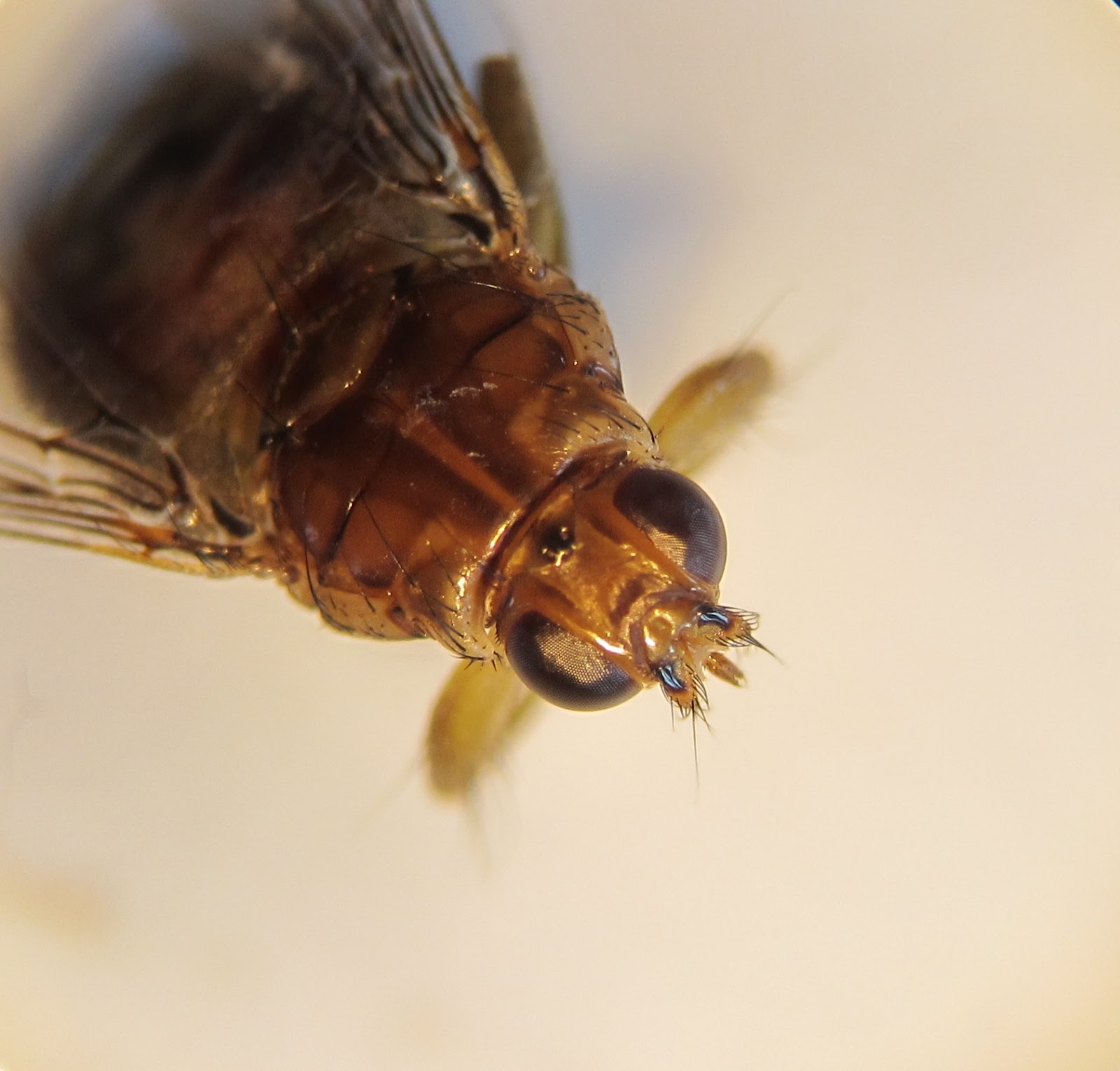 The Cardiff Bird Ringers: Flying Flat Flies!