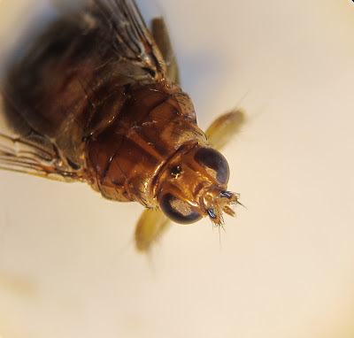 The Cardiff Bird Ringers: Flying Flat Flies!