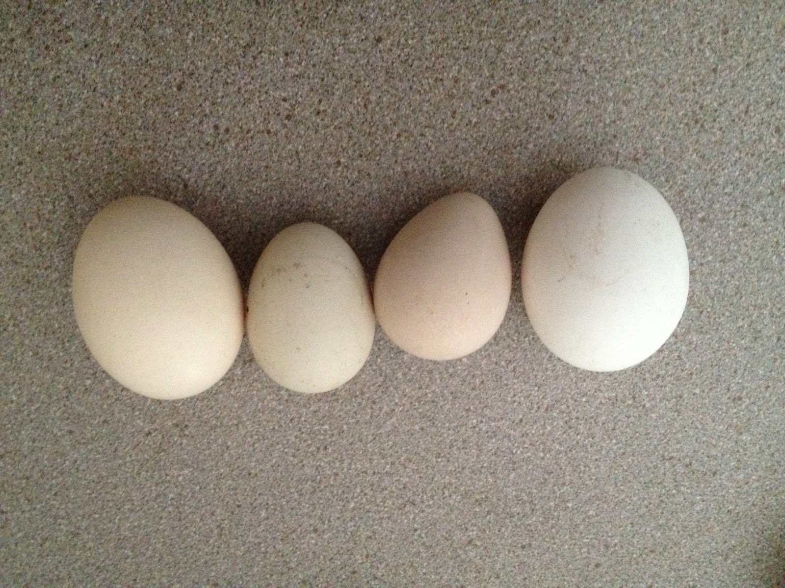 Deb's Daily Journal: The first guinea fowl eggs....and bargain hunting