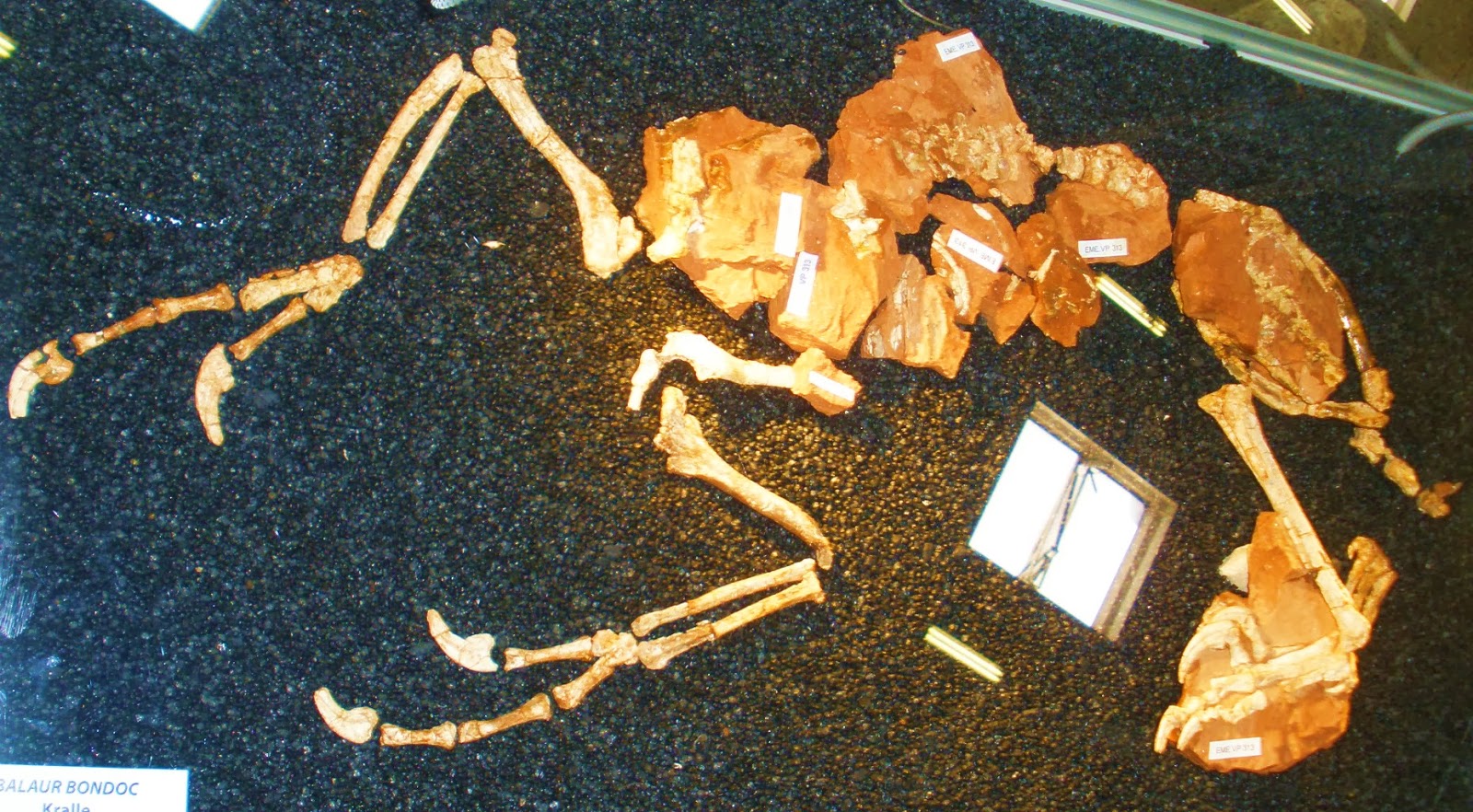 Prehistoric Beast of the Week: Balaur: Prehistoric Beast of the Week