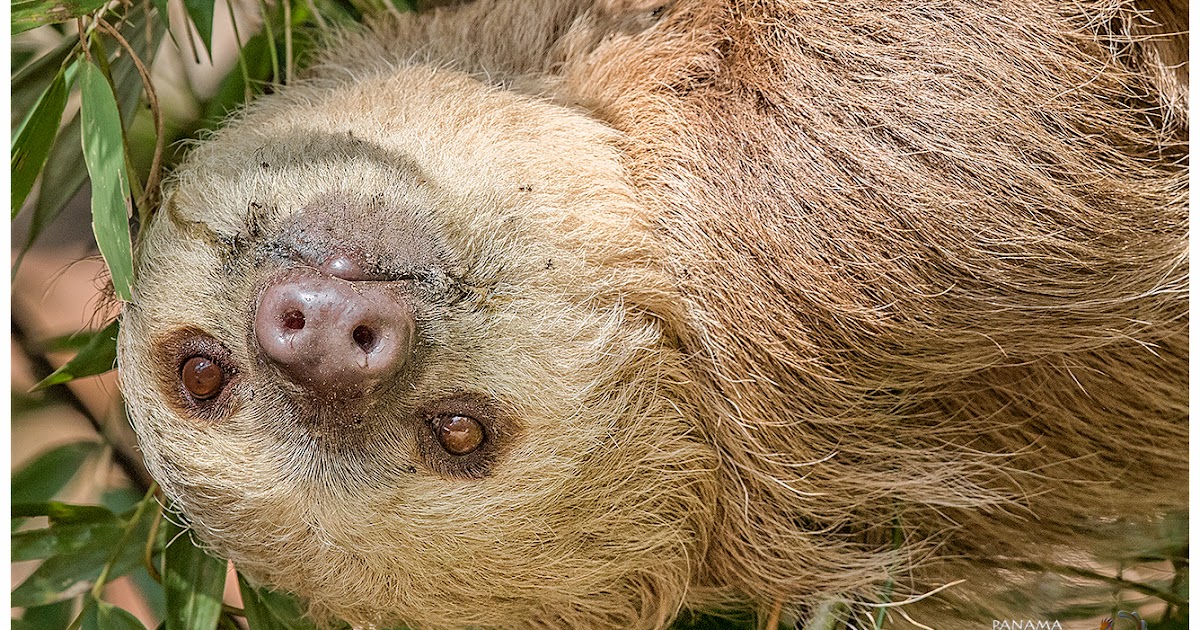 Featured species: Hoffmann's Two-toed Sloth (Choloepus hoffmanni)