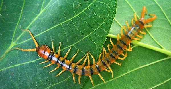 Clase Quilópodos : Características