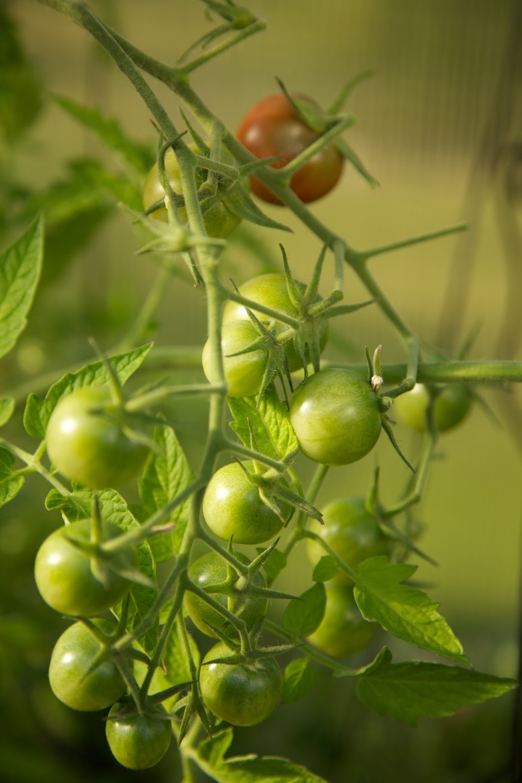 Muraste aed: Vead tomatite kasvatamisel - õpime iga aasta midagi uut
