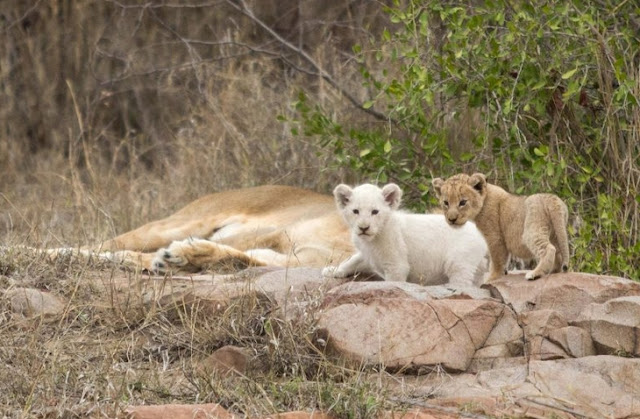 White Wolf : Rare leucistic white lion cub spotted in the wild