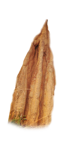 BEM UNIVERSITAS MUSAMUS