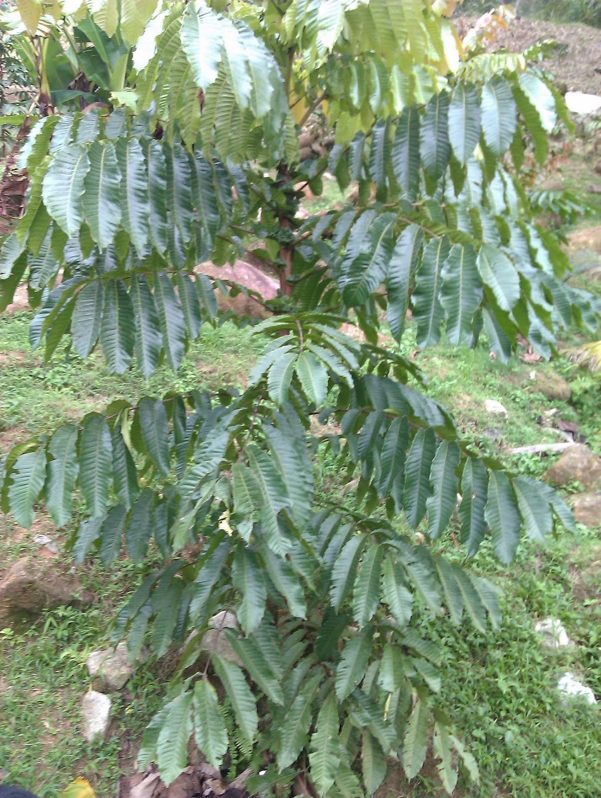 Mini Fruit Farm@PeterTean.com: My Farm 8 @Brazil Longan