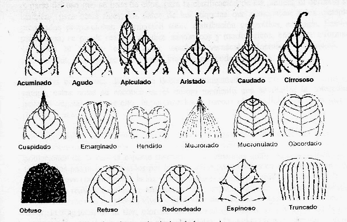BOTÁNICA GENERAL II: noviembre 2013