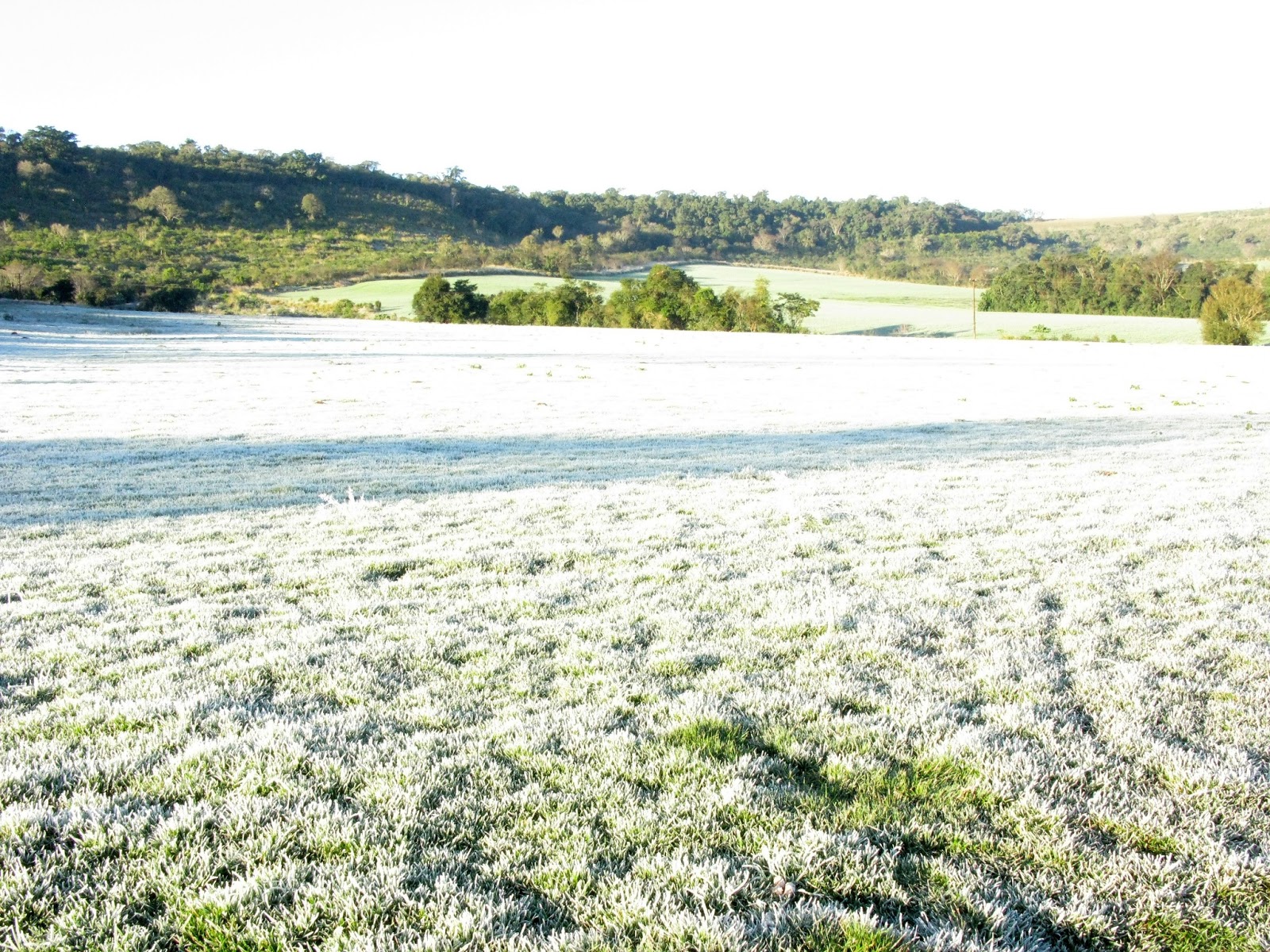 Página Brasileira: GEADA ATINGE OS VALES DO NORTE DO PARANÁ