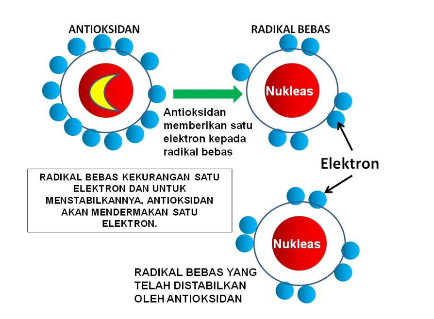 Minda Ke Tinta Dr.Rushdan Noor: SUPLEMEN ANTIOKSIDAN : MANFAAT ATAU MUDARAT