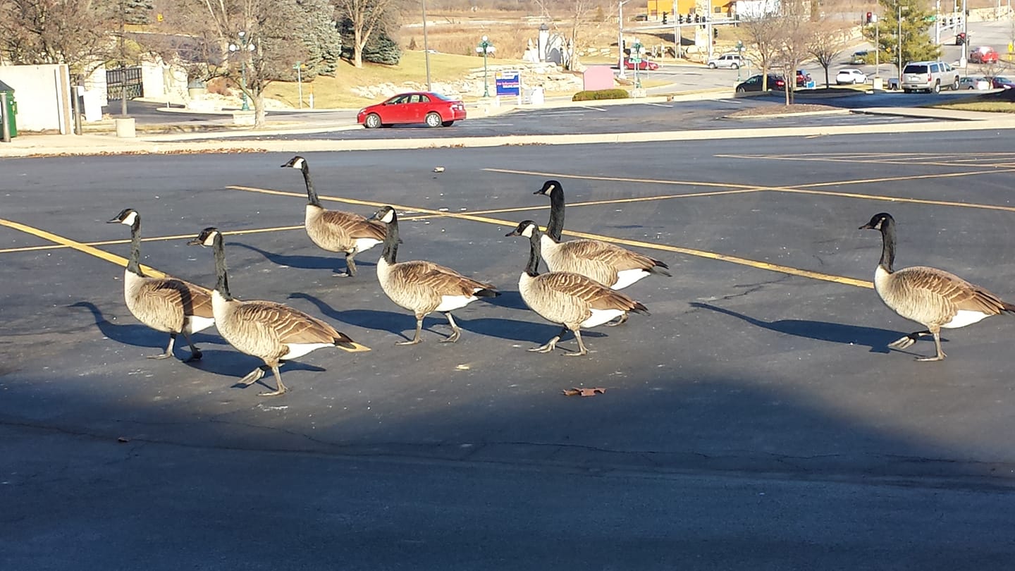 JBK-Overflow: Seven Canada Geese in Parking Lot